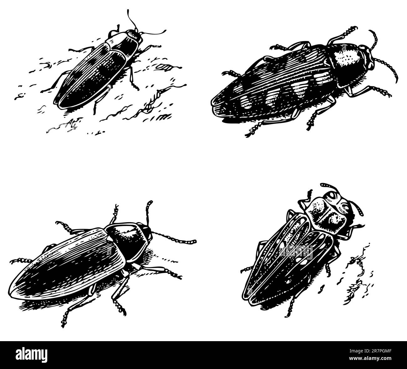 Buprestidae jewel beetle close up Stock Vector Images - Alamy