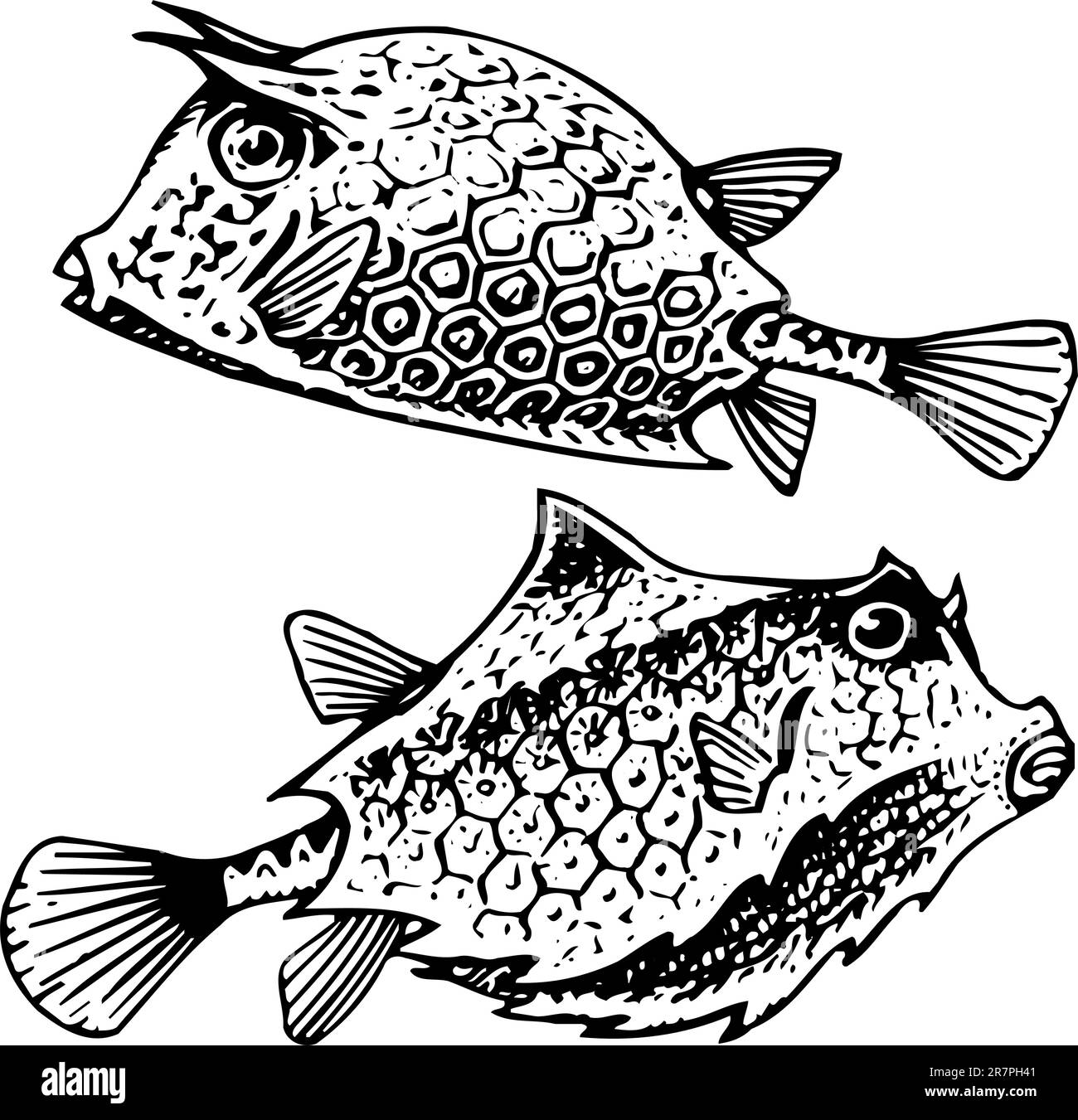 Exotic marine art Cut Out Stock Images & Pictures - Alamy