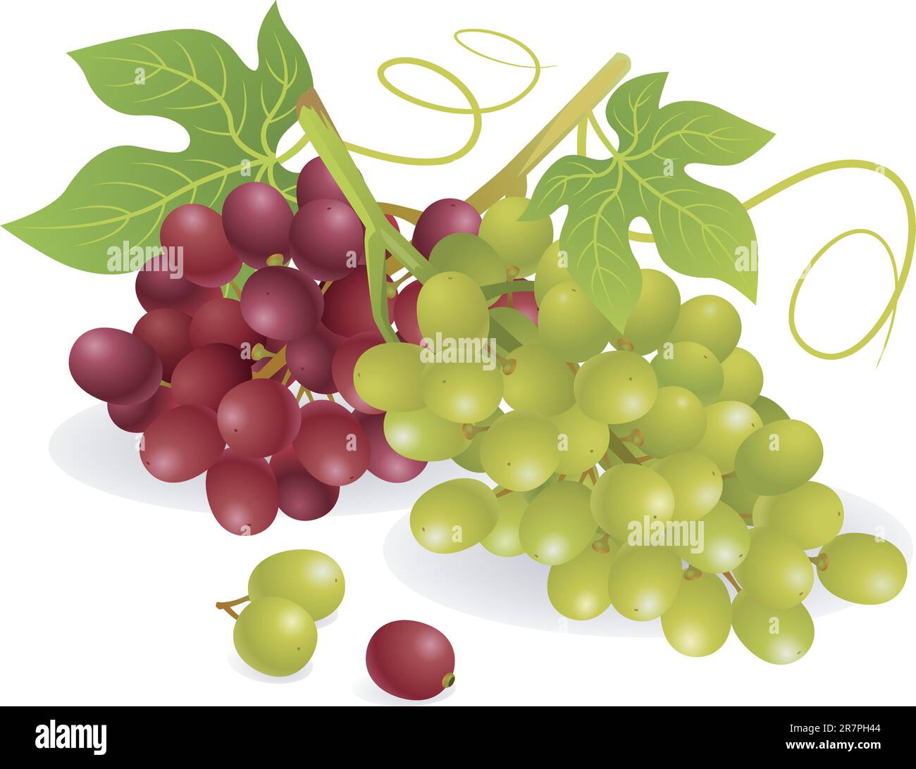 Realistic vector illustration of white and purple grapes, with vines ...