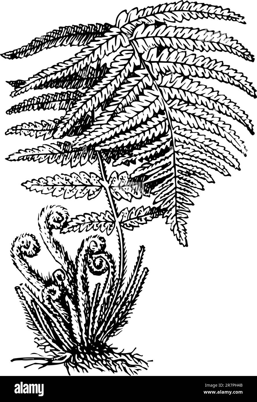 Tree fern close up Stock Vector Images - Alamy
