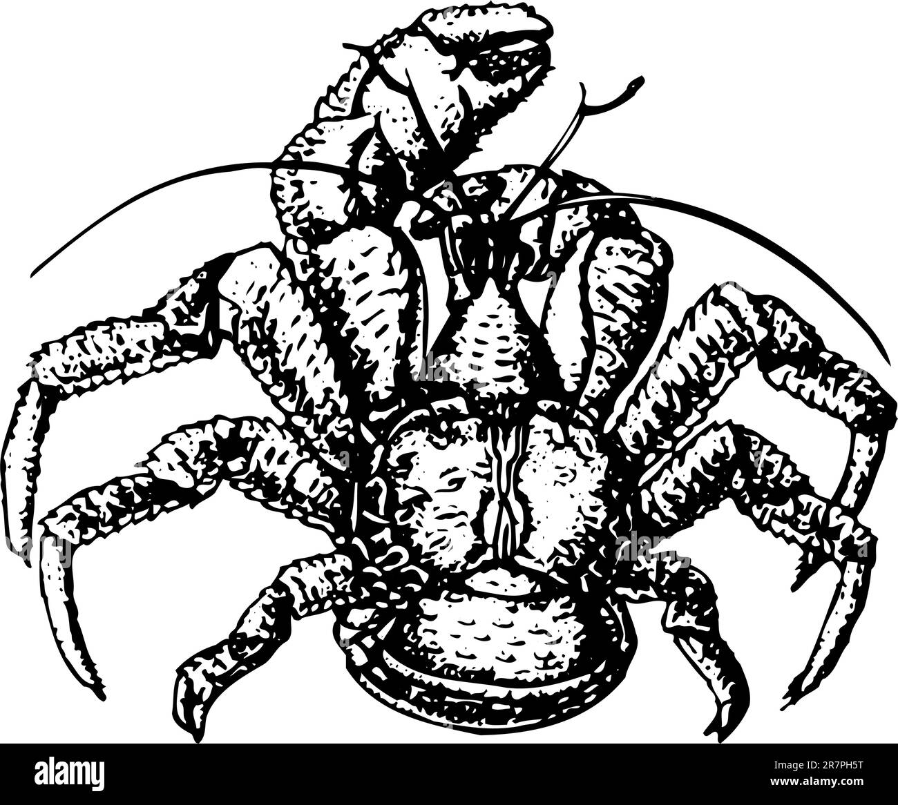 Beach critter Stock Vector Images - Alamy