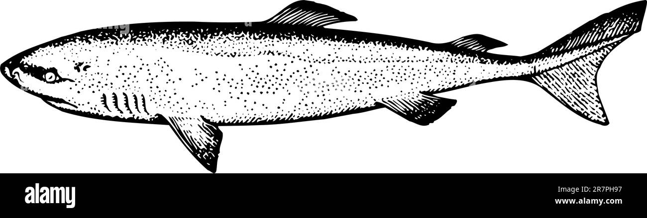 Fish somnious microcephalus isolated on white Stock Vector Image & Art ...