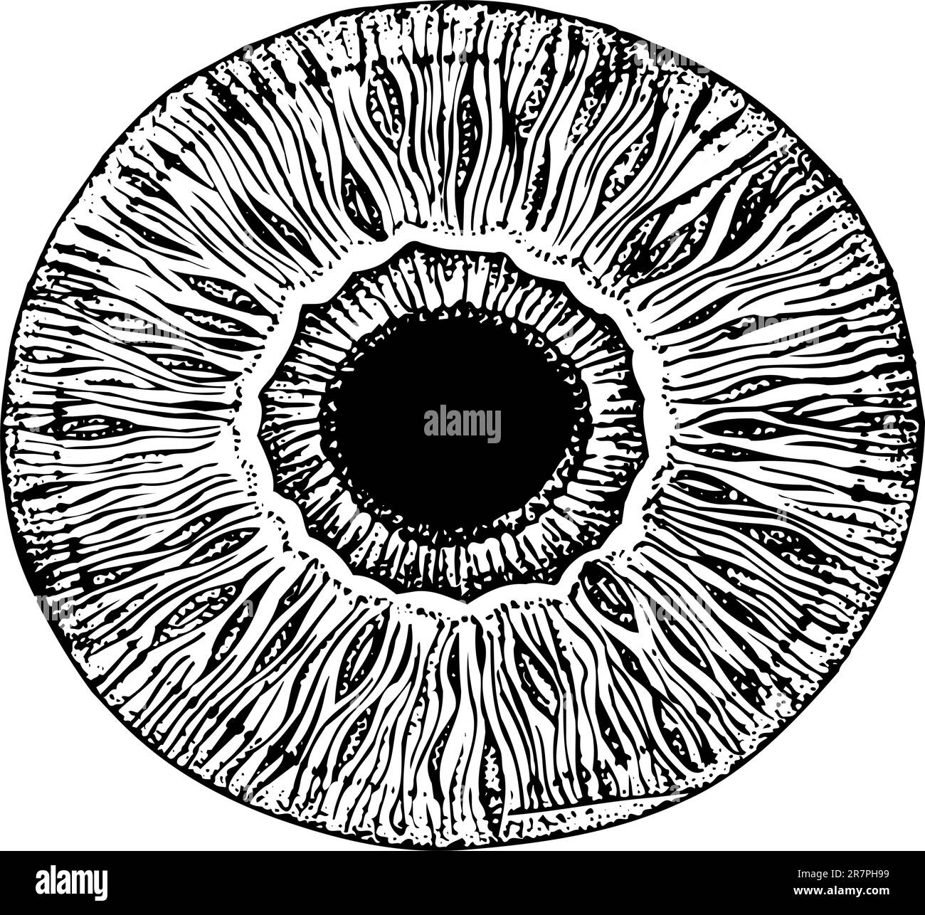 Apple of human eye isolated on white Stock Vector Image & Art - Alamy