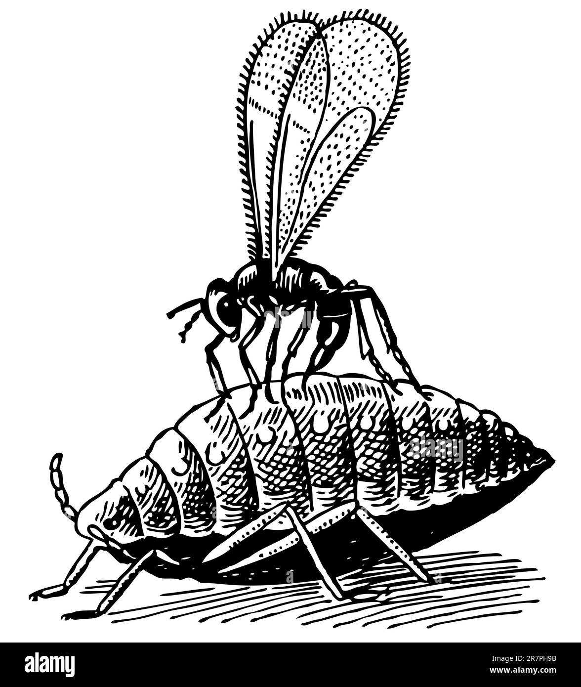 Aphid Stock Vector Images - Alamy