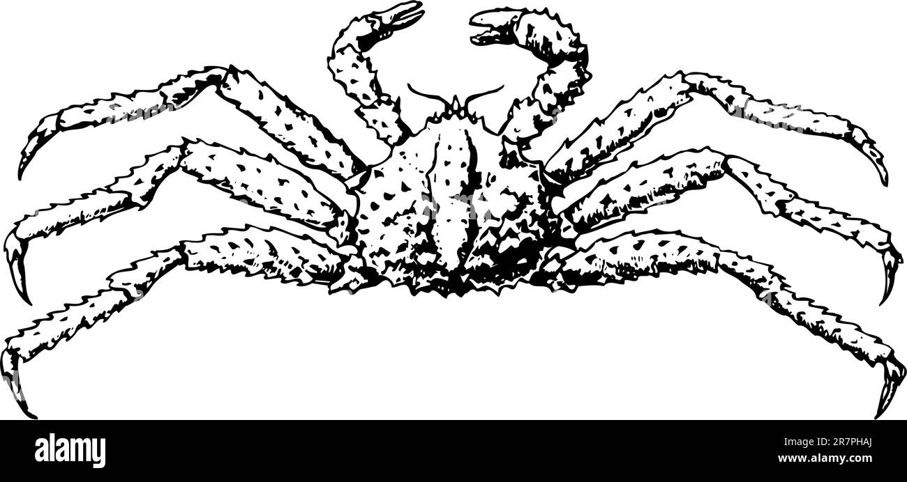 Crab paralithodes camtschatica isolated on white Stock Vector Image ...