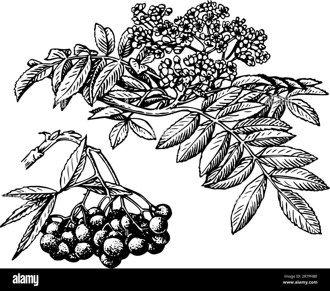 Sorbus leaf isolated Black and White Stock Photos & Images - Alamy