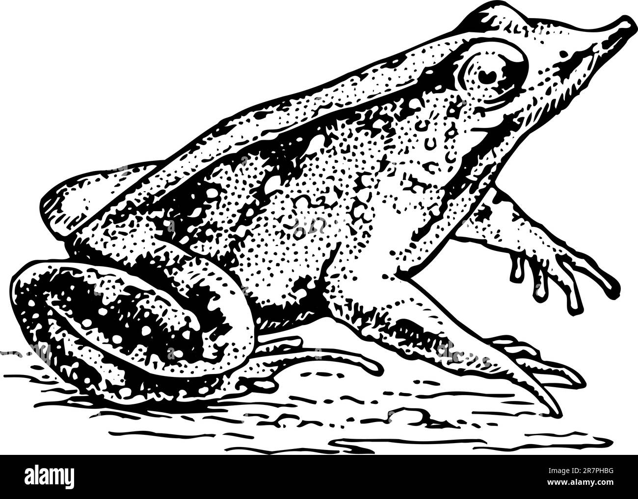 Individual creature Black and White Stock Photos & Images - Alamy