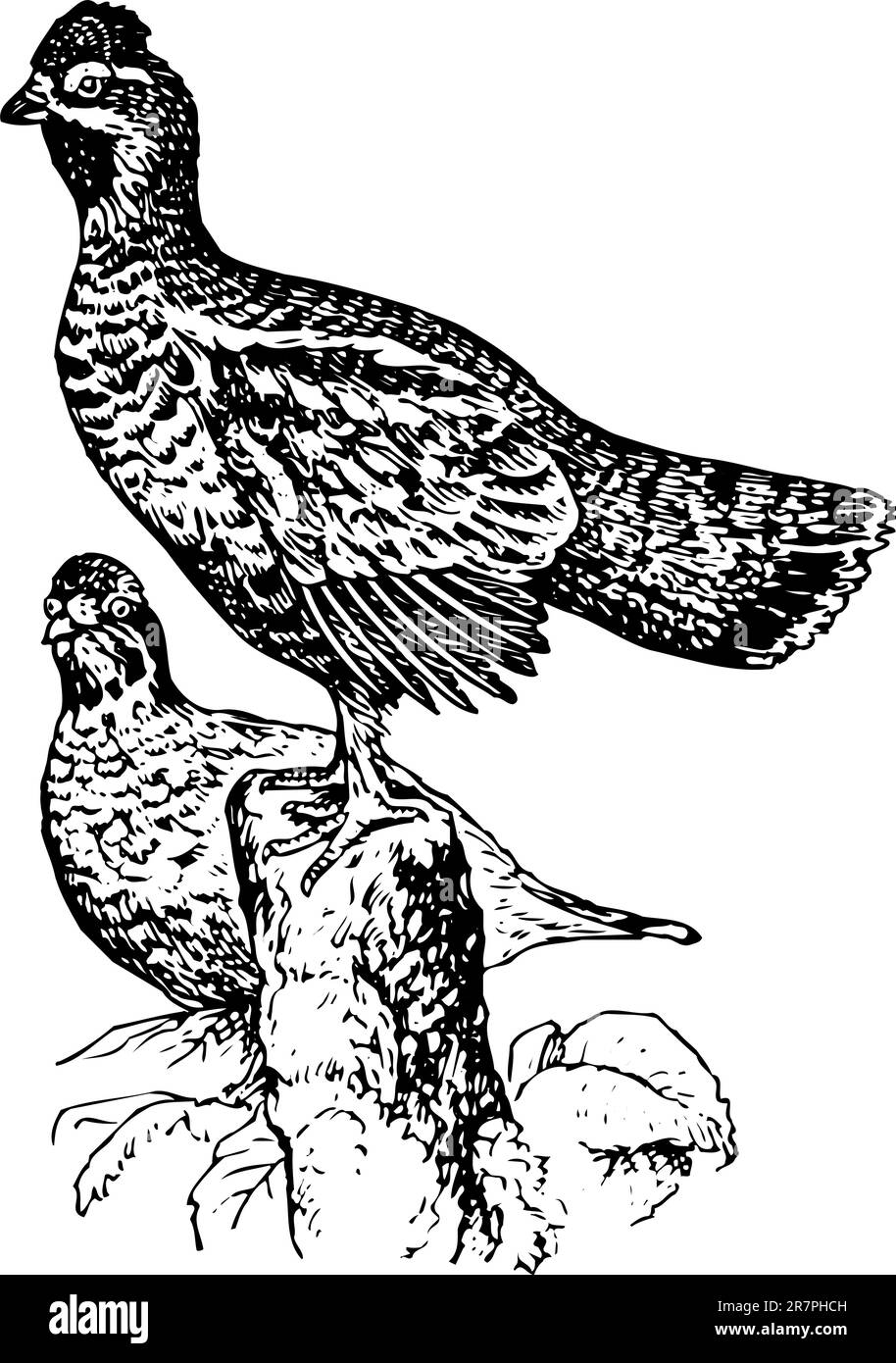 Branch protection Black and White Stock Photos & Images - Alamy