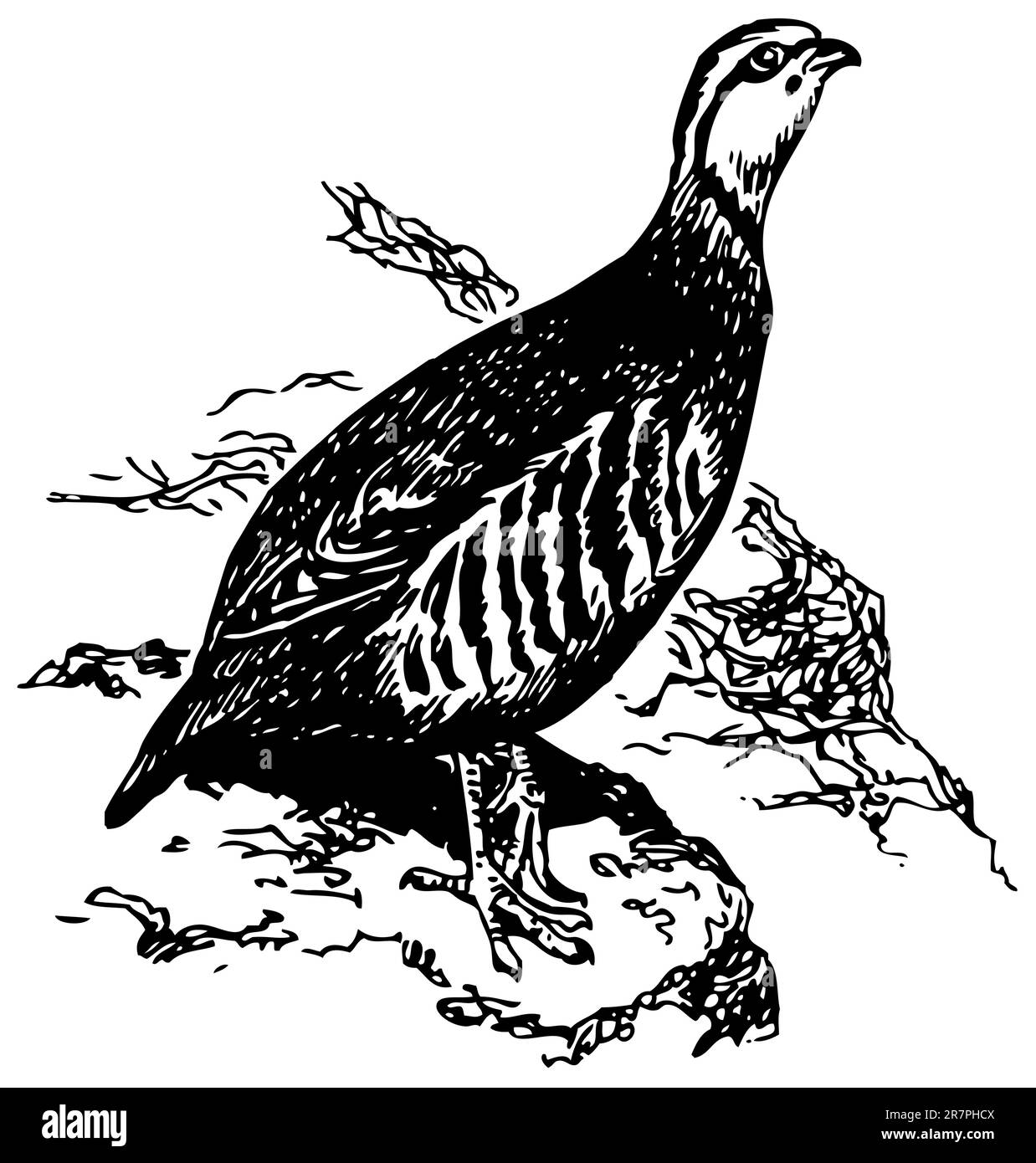 Chukar Partridge Drawing