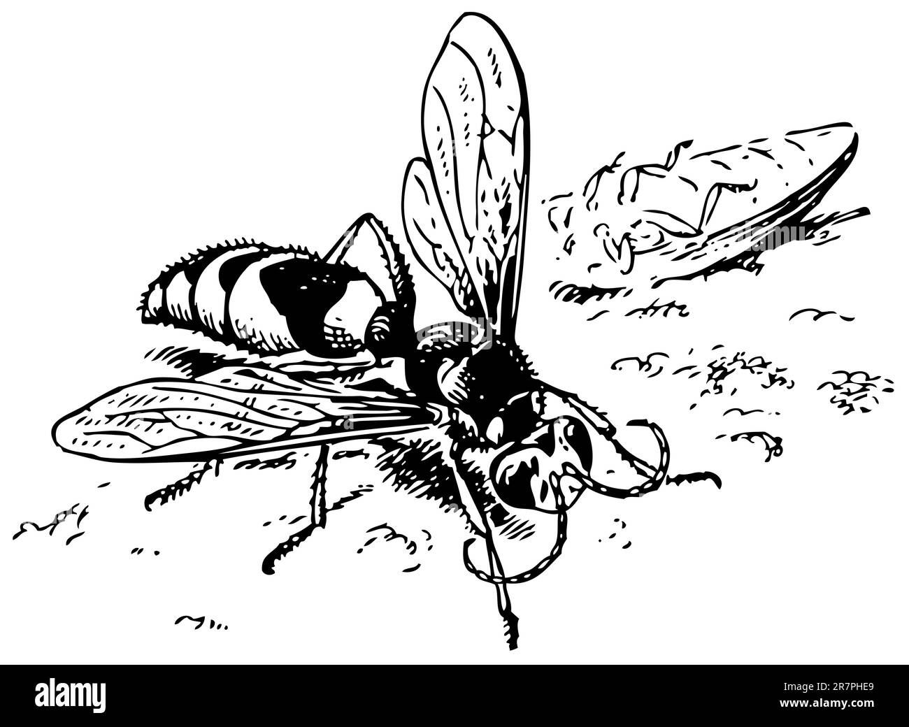 Wasp illustration Black and White Stock Photos & Images - Alamy
