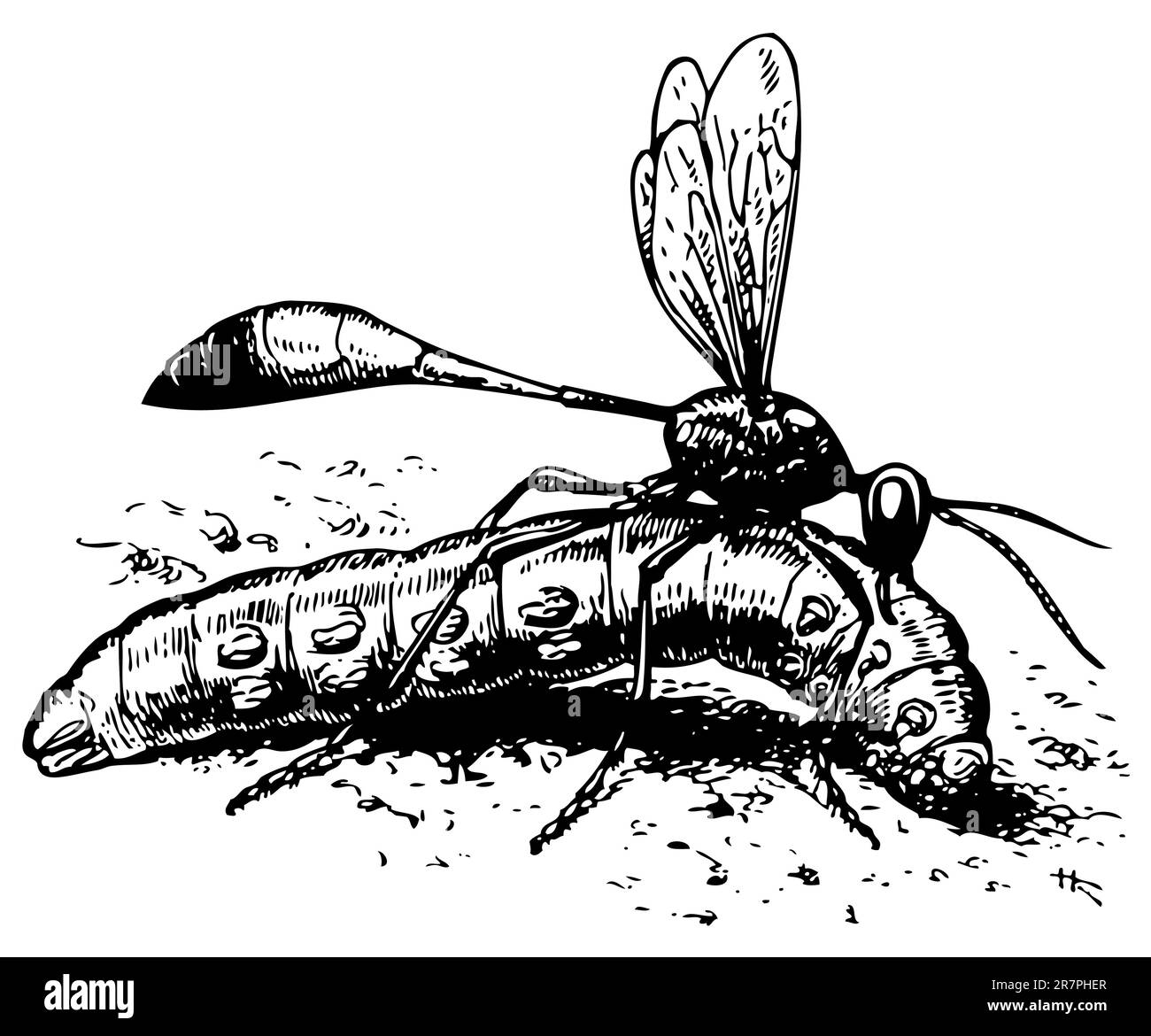 Wasp Ammophila sabulosa with prey, paralyzed caterpillar Stock Vector ... Wasp Ammophila sabulosa with prey, paralyzed caterpillar Stock Vector ...