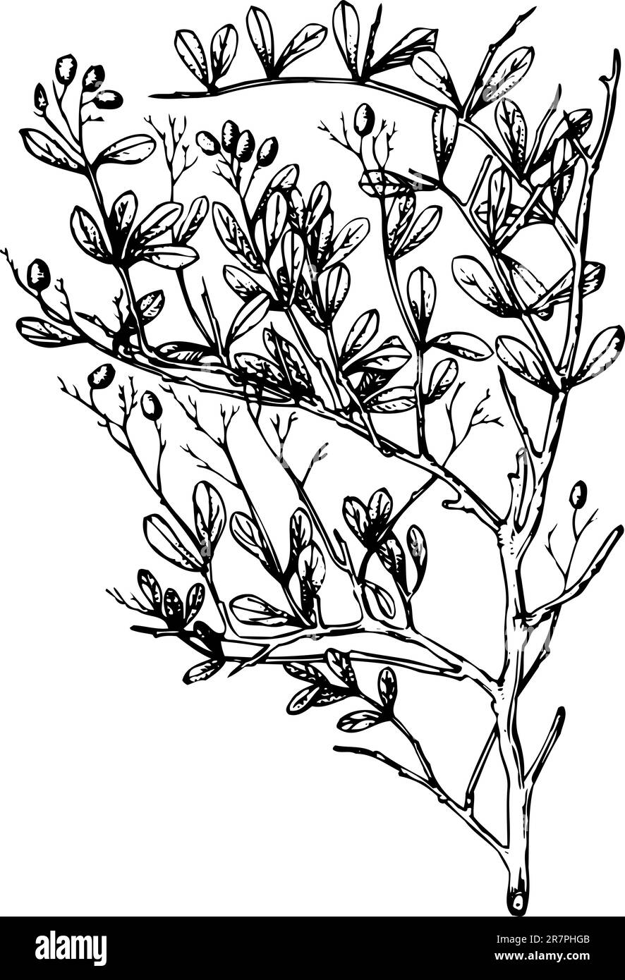 Nitraria hi-res stock photography and images - Alamy