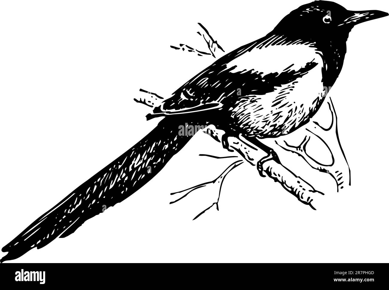 Pica pica head Stock Vector Images - Alamy