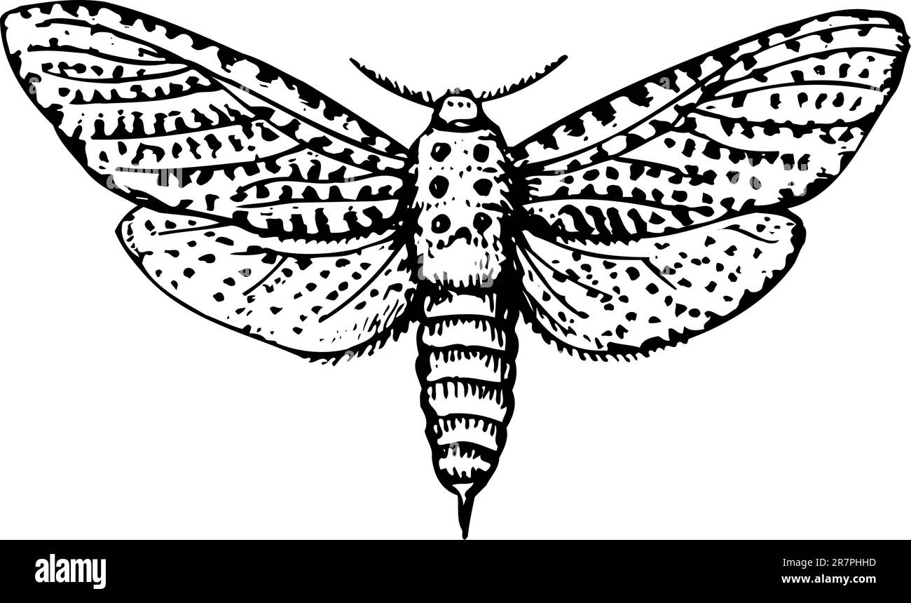 Buttefly isolated on white Stock Vector Image & Art - Alamy