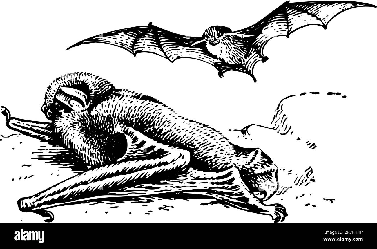 Group of two Stock Vector Images - Alamy