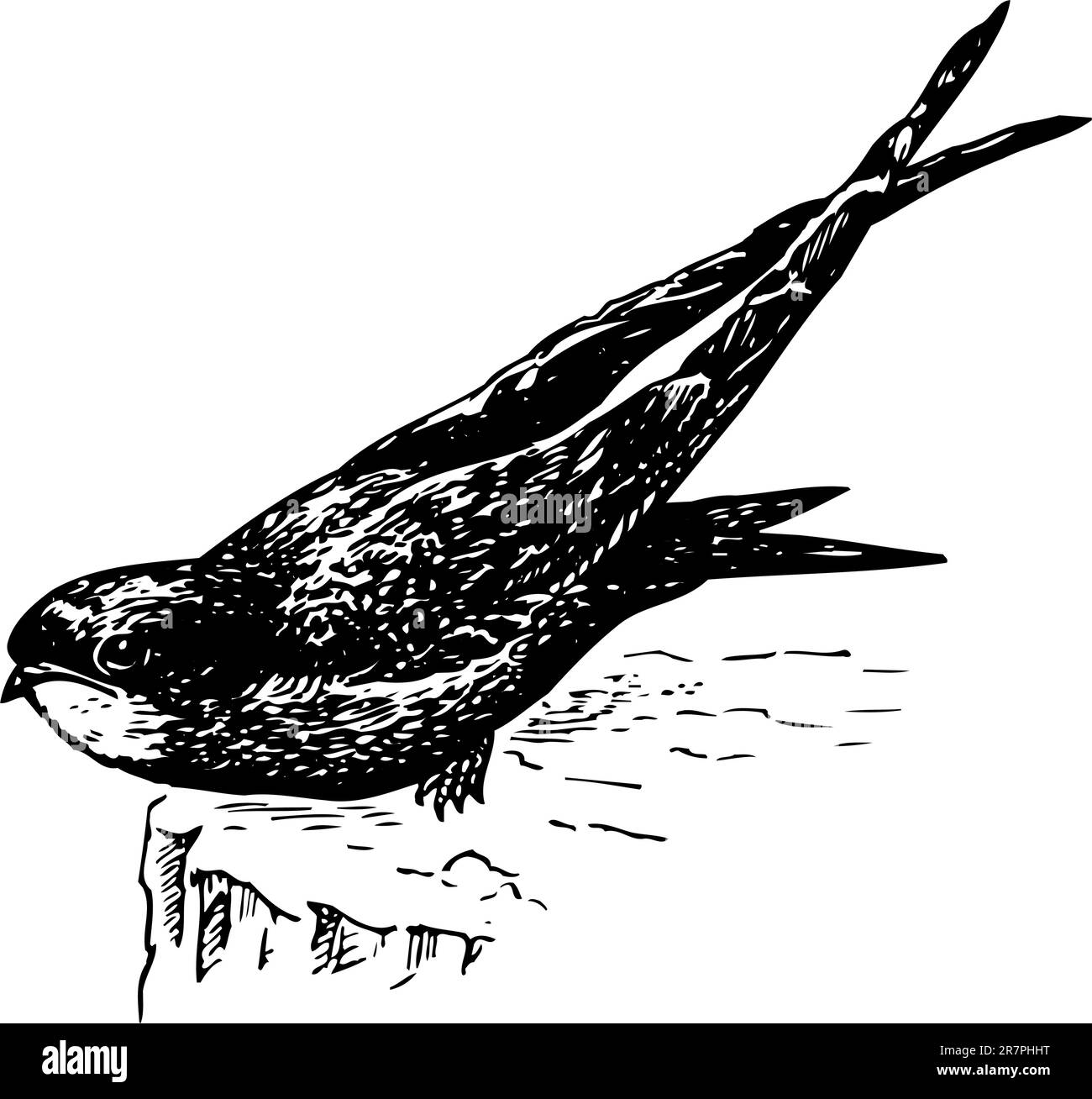 Bird apodes isolated on white Stock Vector Image & Art - Alamy