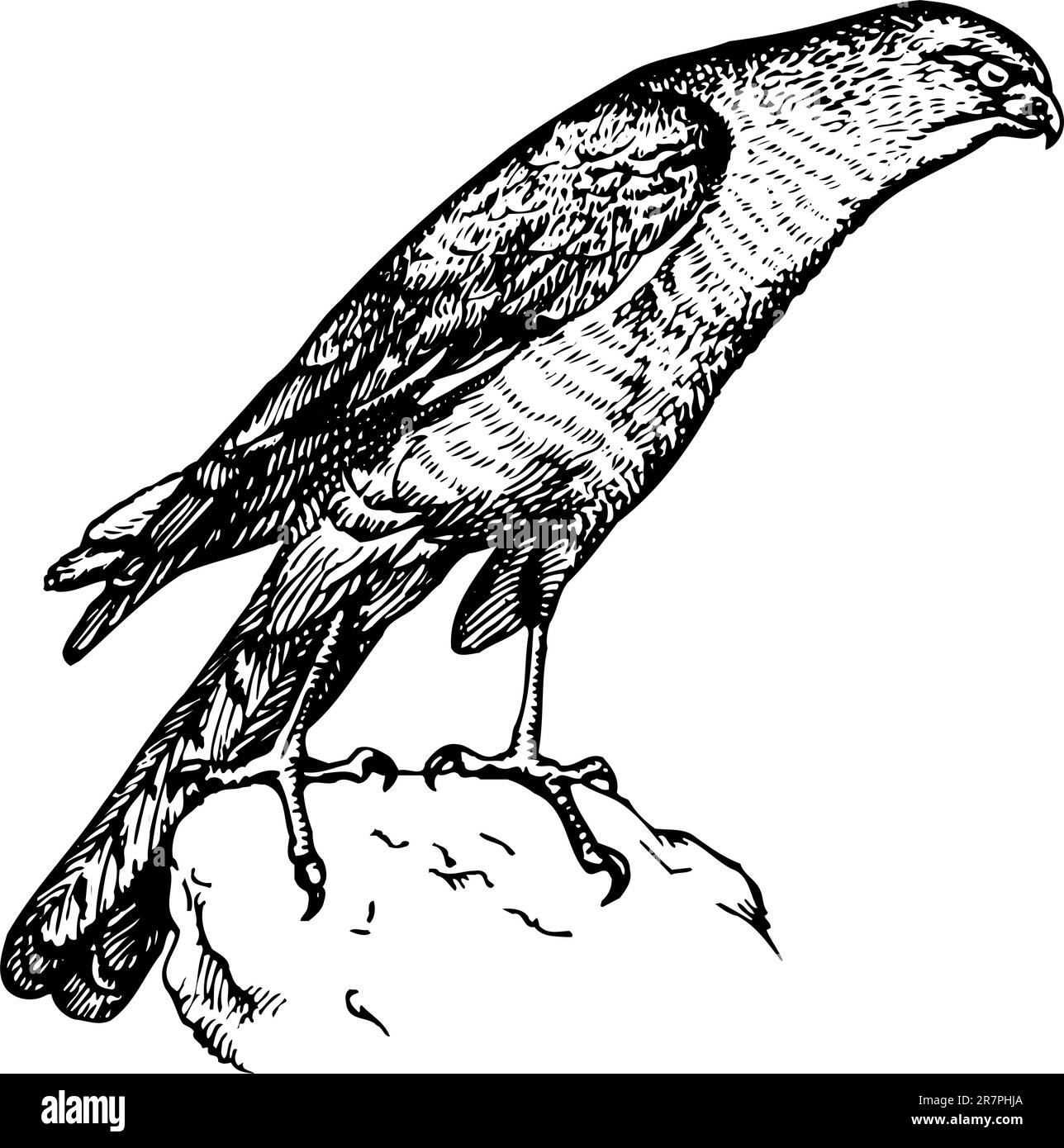 Bird rock art Stock Vector Images - Alamy