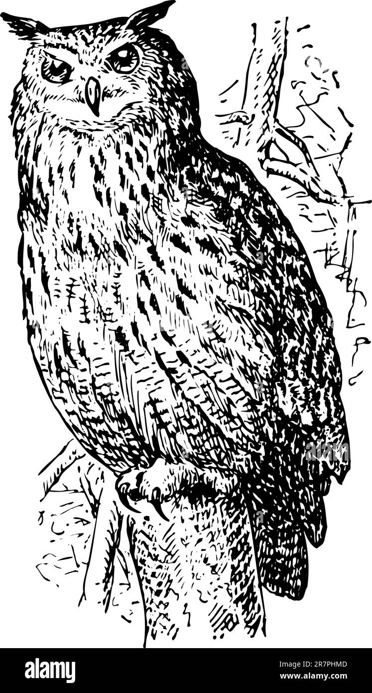 Bubo bubo Stock Vector Images - Alamy