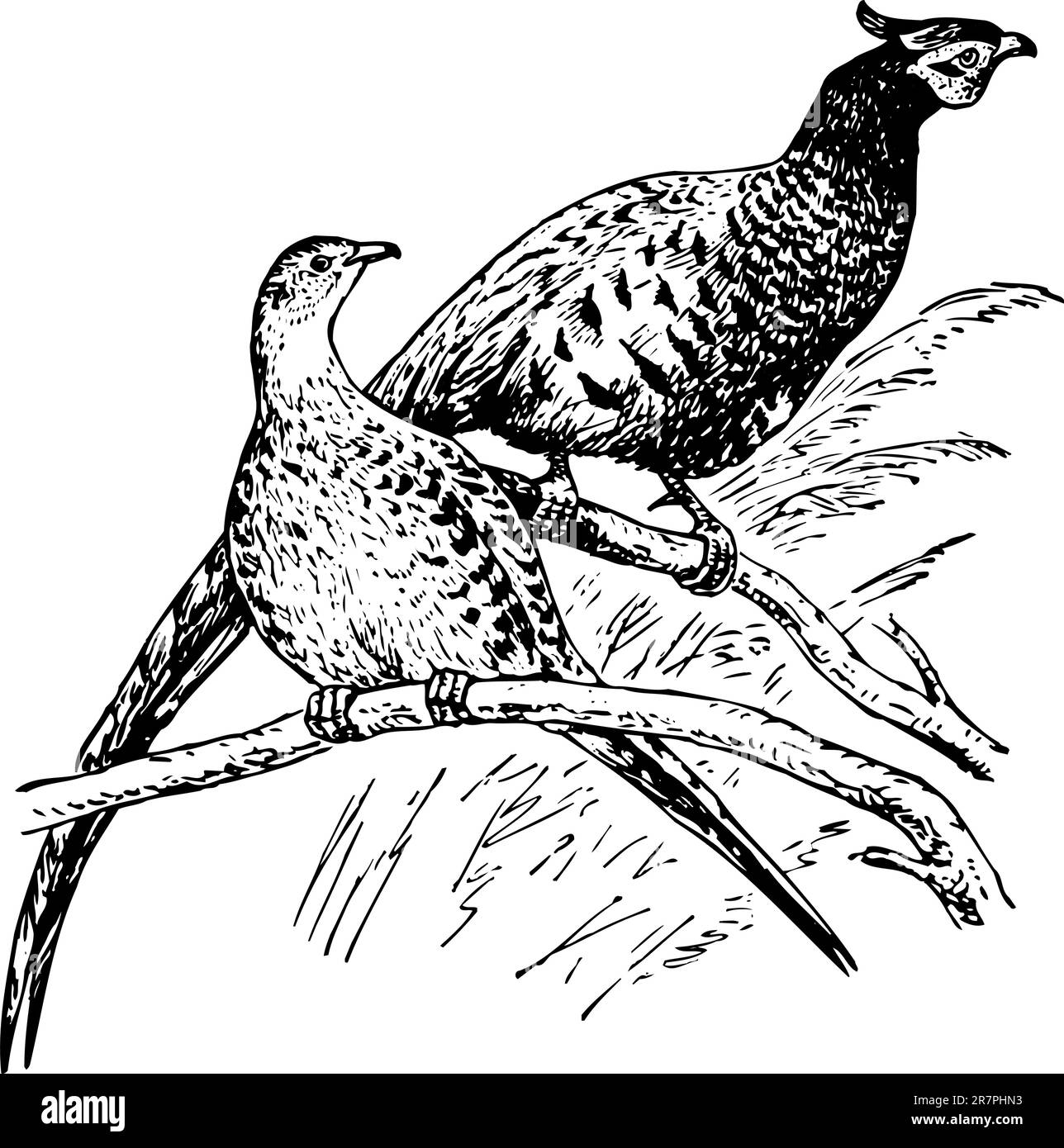 Vintage picture of pheasant Stock Vector Images - Alamy