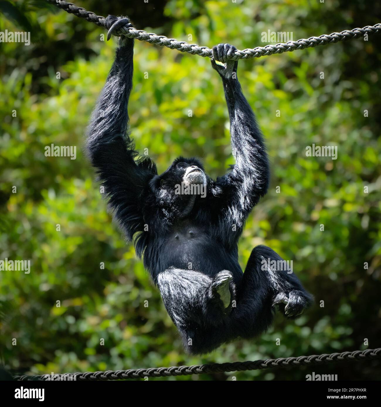 A playful monkey swinging from a rope in a tropical forest setting ...