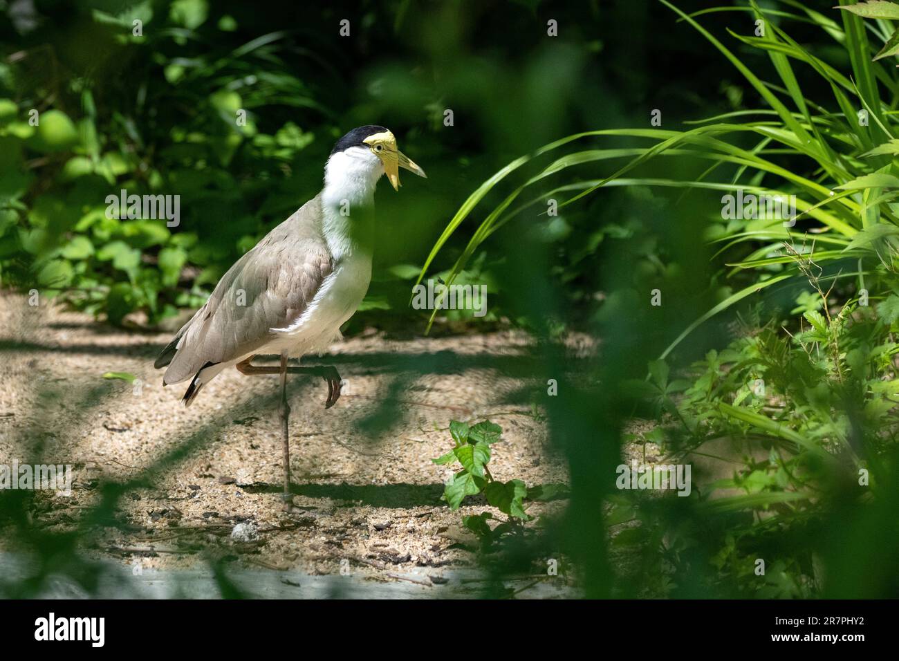 Lapwing in green grass hi-res stock photography and images - Alamy