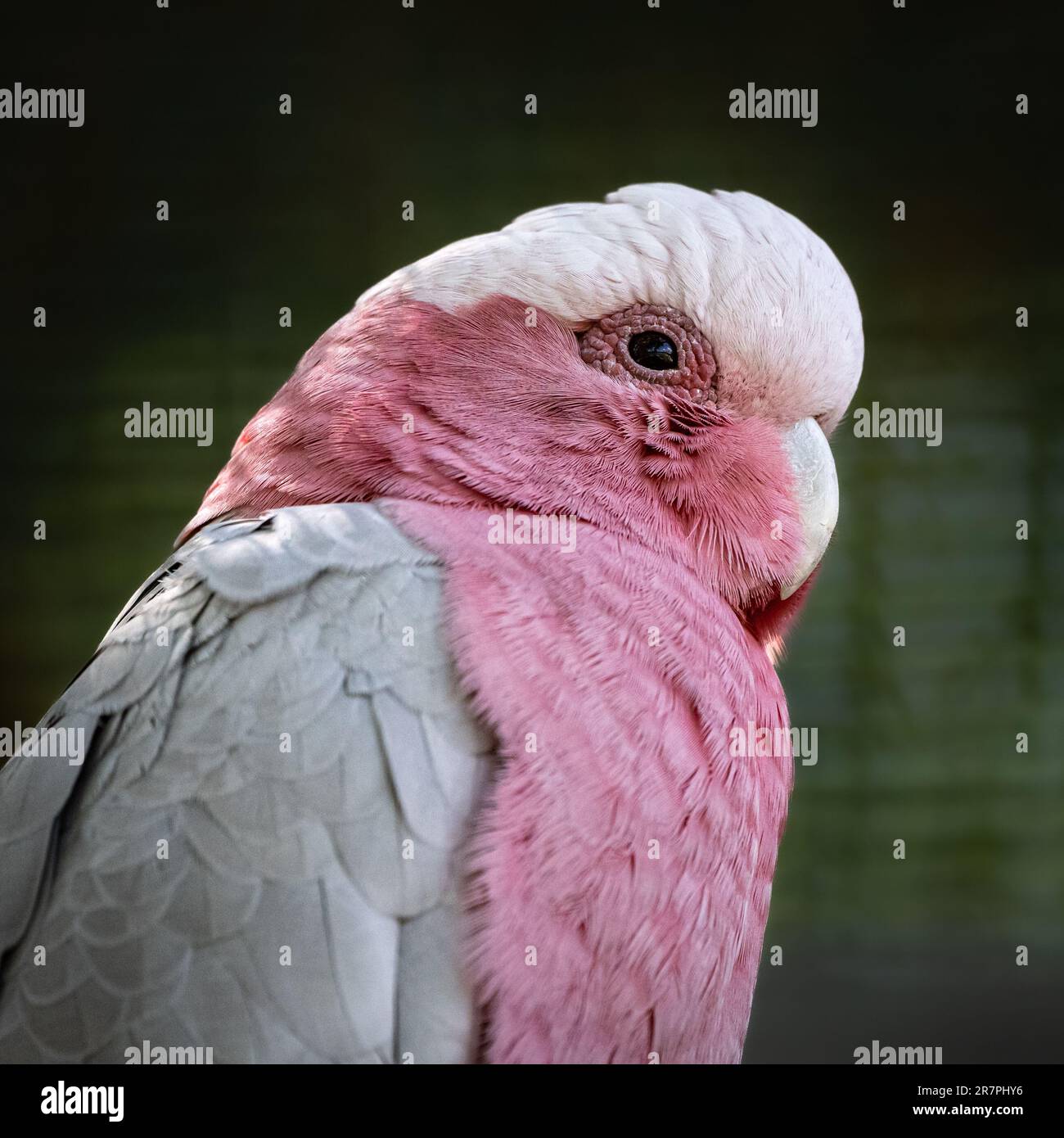 Striking cockatoo hi-res stock photography and images - Alamy