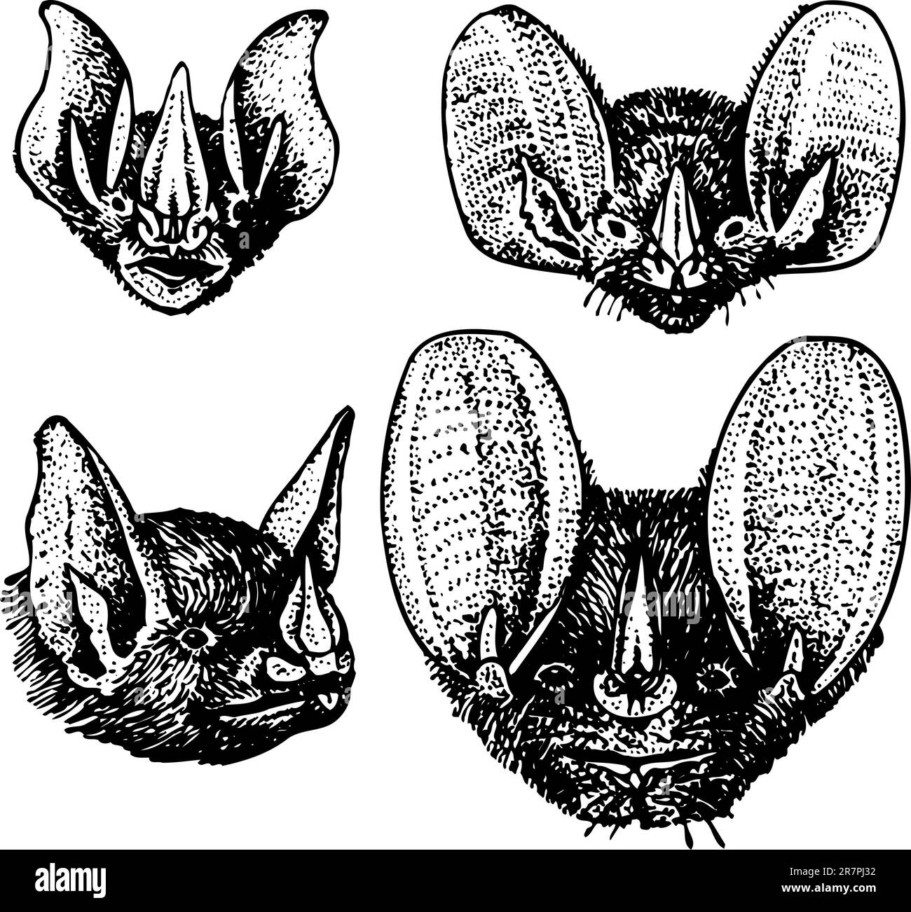 Face painting bat hi-res stock photography and images - Alamy