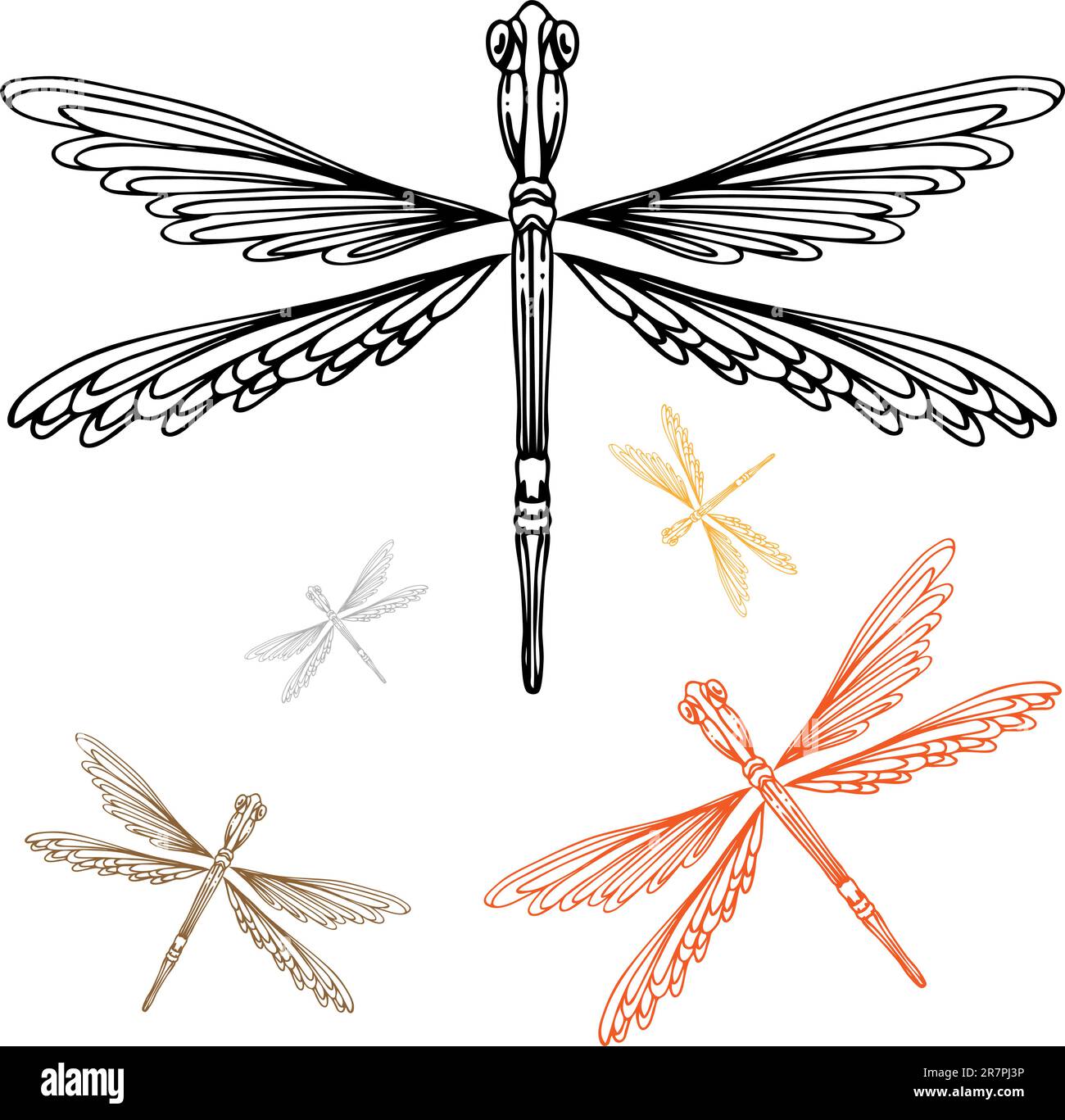An image of a detailed dragonfly Stock Vector Image & Art - Alamy