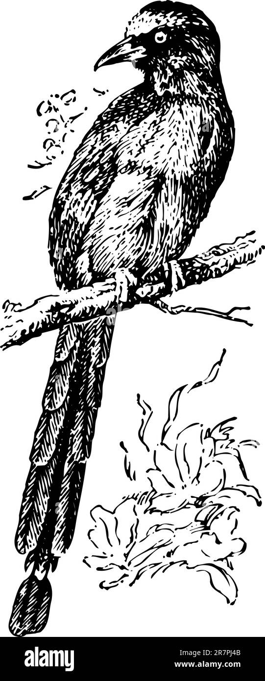 Branch protection Black and White Stock Photos & Images - Alamy