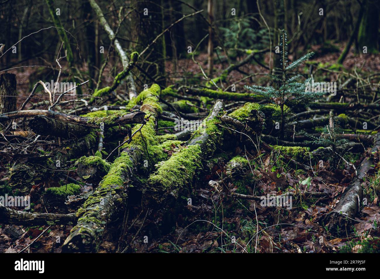An idyllic outdoor scene of a sun-dappled forest featuring a blanket of ...