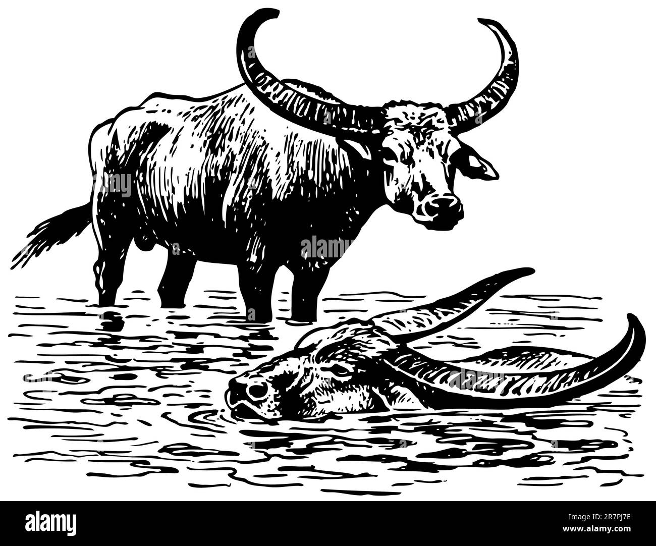 Two africa buffalo Stock Vector Images - Alamy