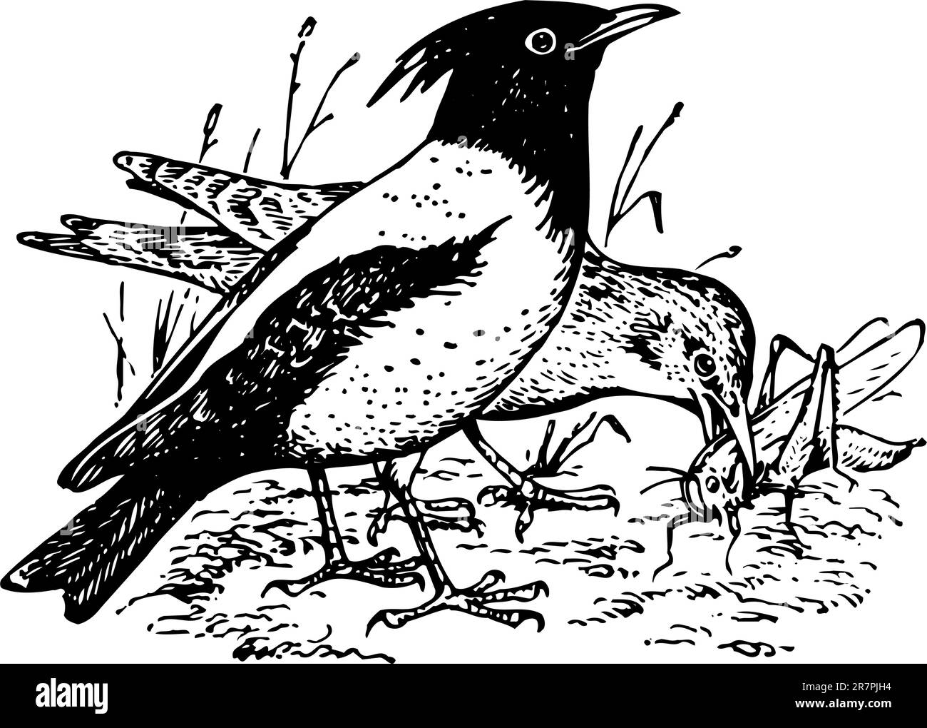 Wild birds protection Stock Vector Images - Alamy