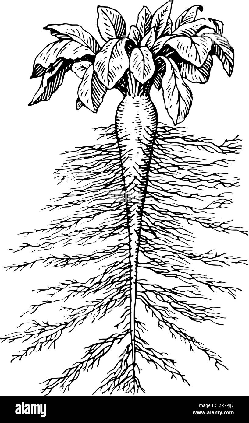 Beetroot isolated on white Stock Vector Image & Art - Alamy