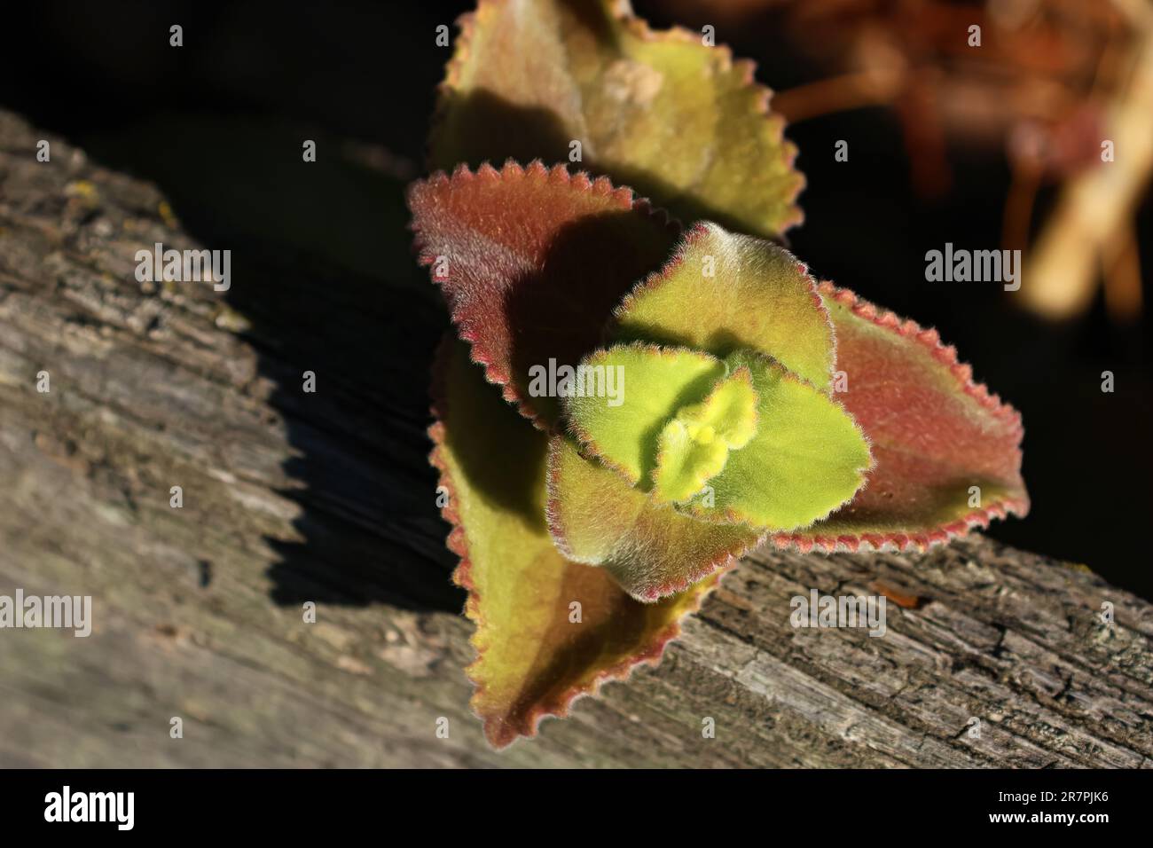 Beautiful plants, Kalanchoe Beharensis Drake outside in the garden on a ...