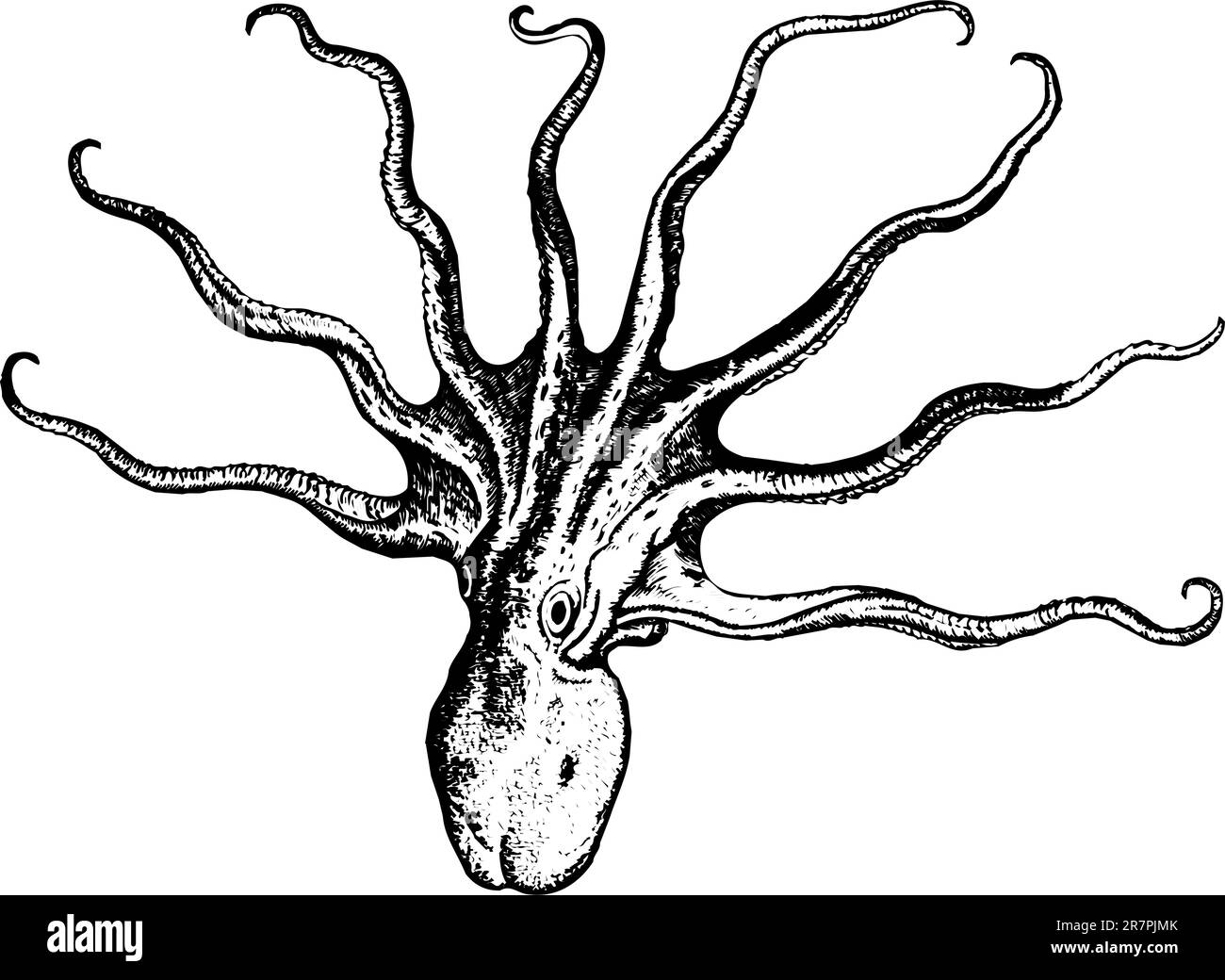 Octopus shape hi-res stock photography and images - Alamy