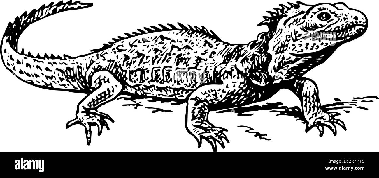 Tuatara Stock Vector Images - Alamy