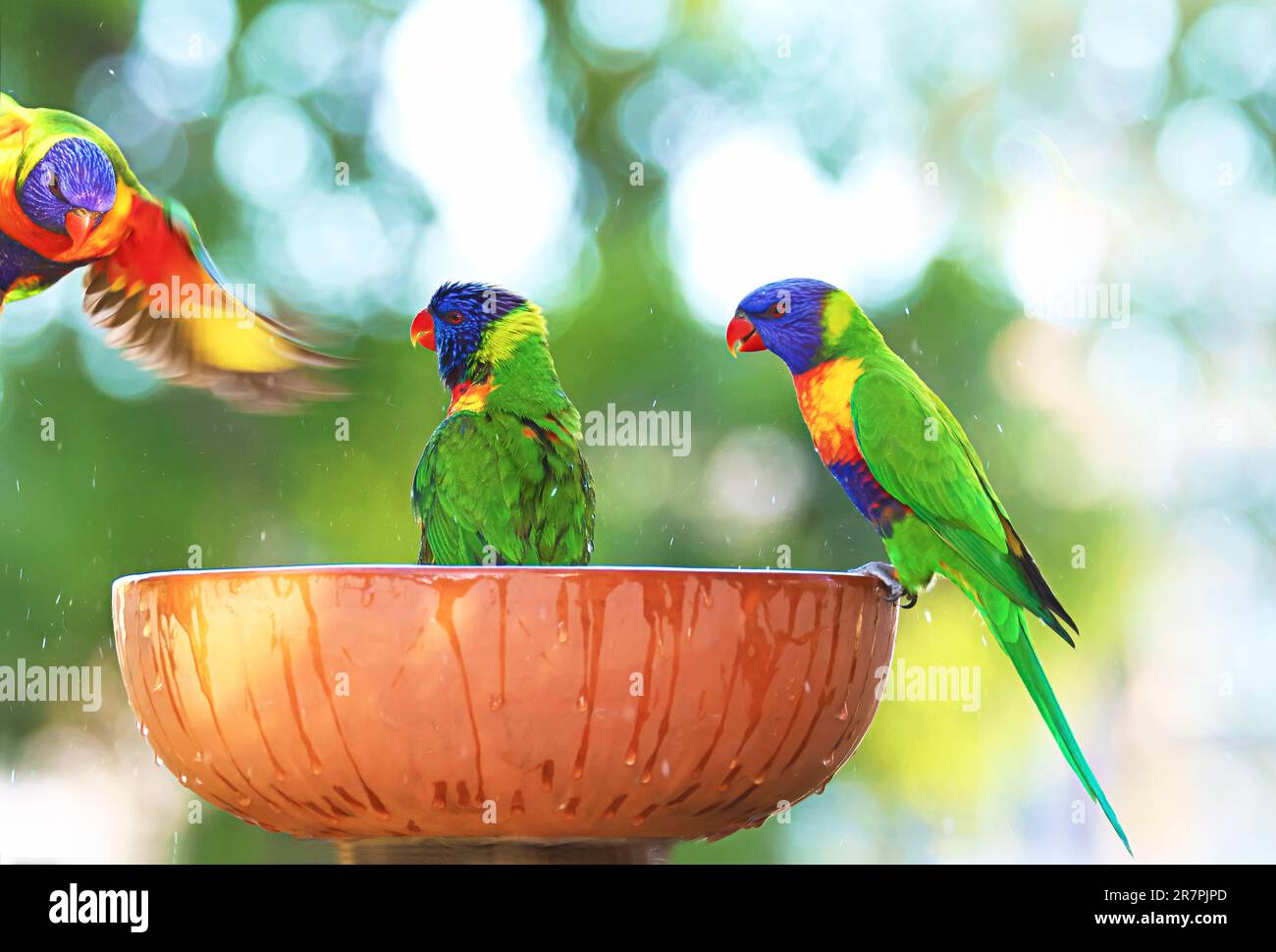 Beautiful Rainbow Lorikeets bathing, playing and preening each other ...