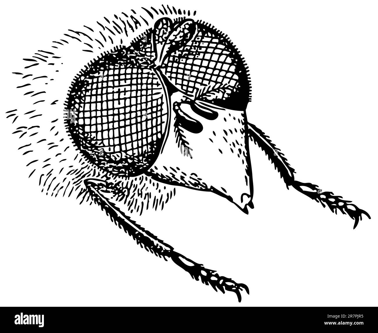 Insect fly head Black and White Stock Photos & Images - Alamy