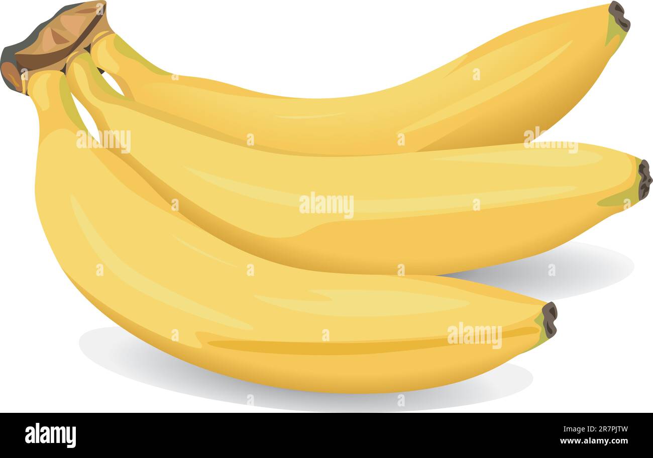 Realistic vector illustration of a bunch of bananas Stock Vector Image ...