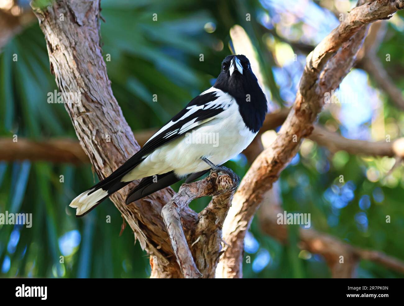 Black and white butcher bird hi-res stock photography and images - Alamy