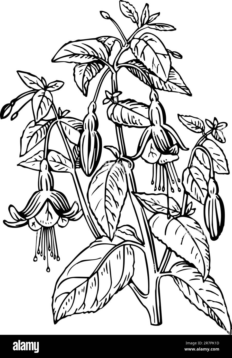 Fuchsia garden Stock Vector Images - Alamy