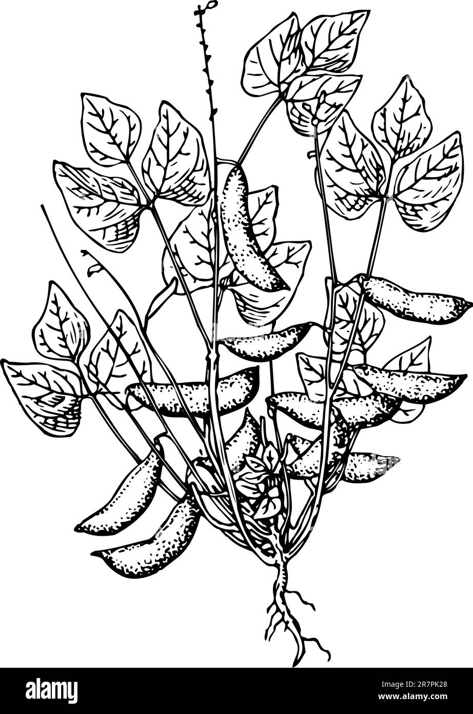 Fresh human Black and White Stock Photos & Images - Alamy