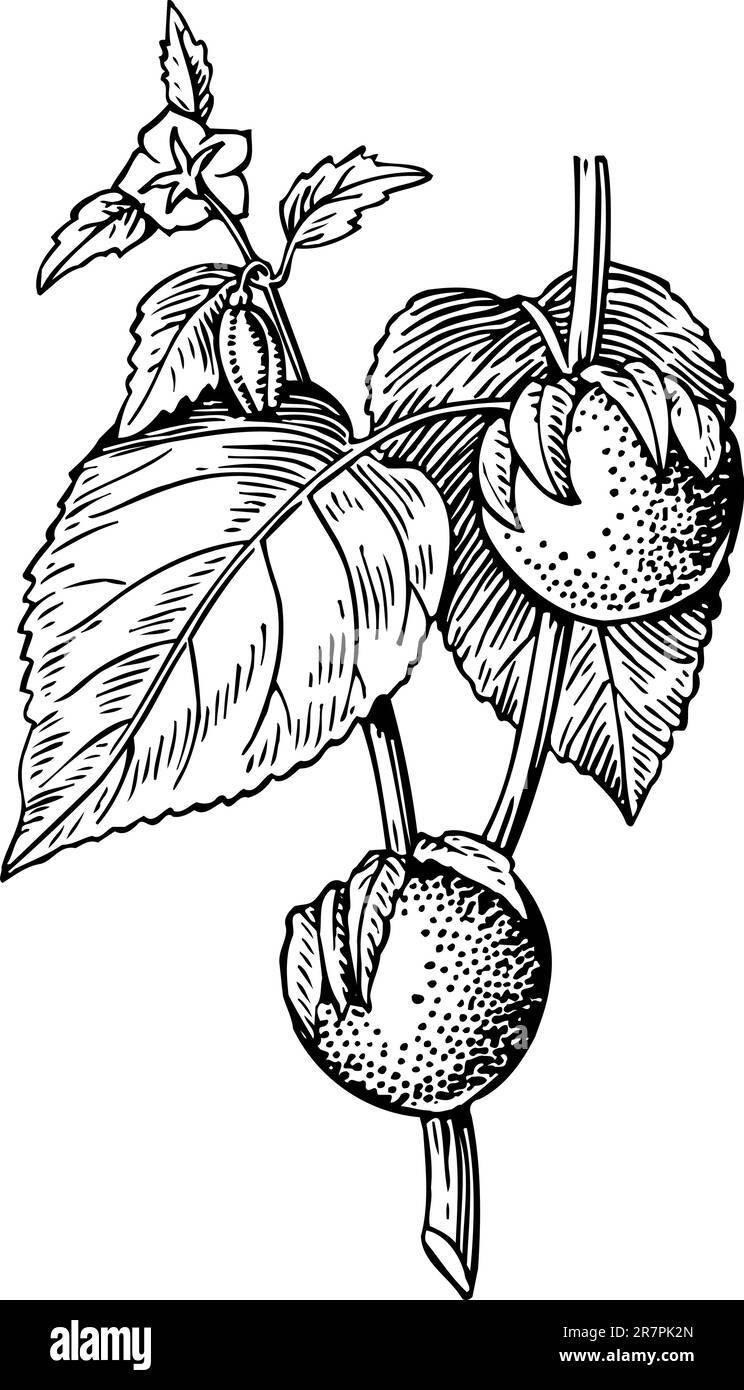 Physalis ground cherry plant Cut Out Stock Images & Pictures - Alamy