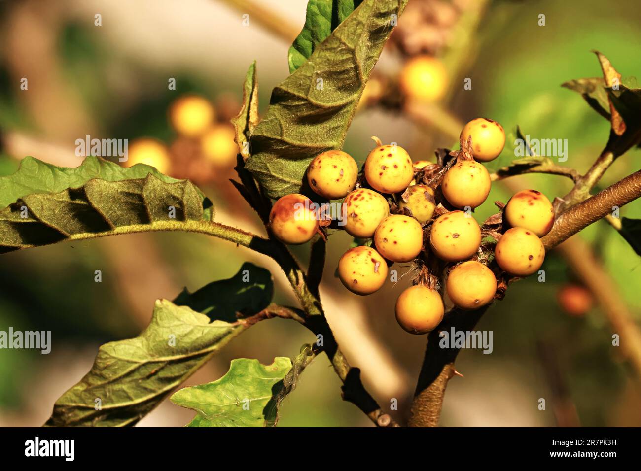 Giant devils fig hi-res stock photography and images - Alamy