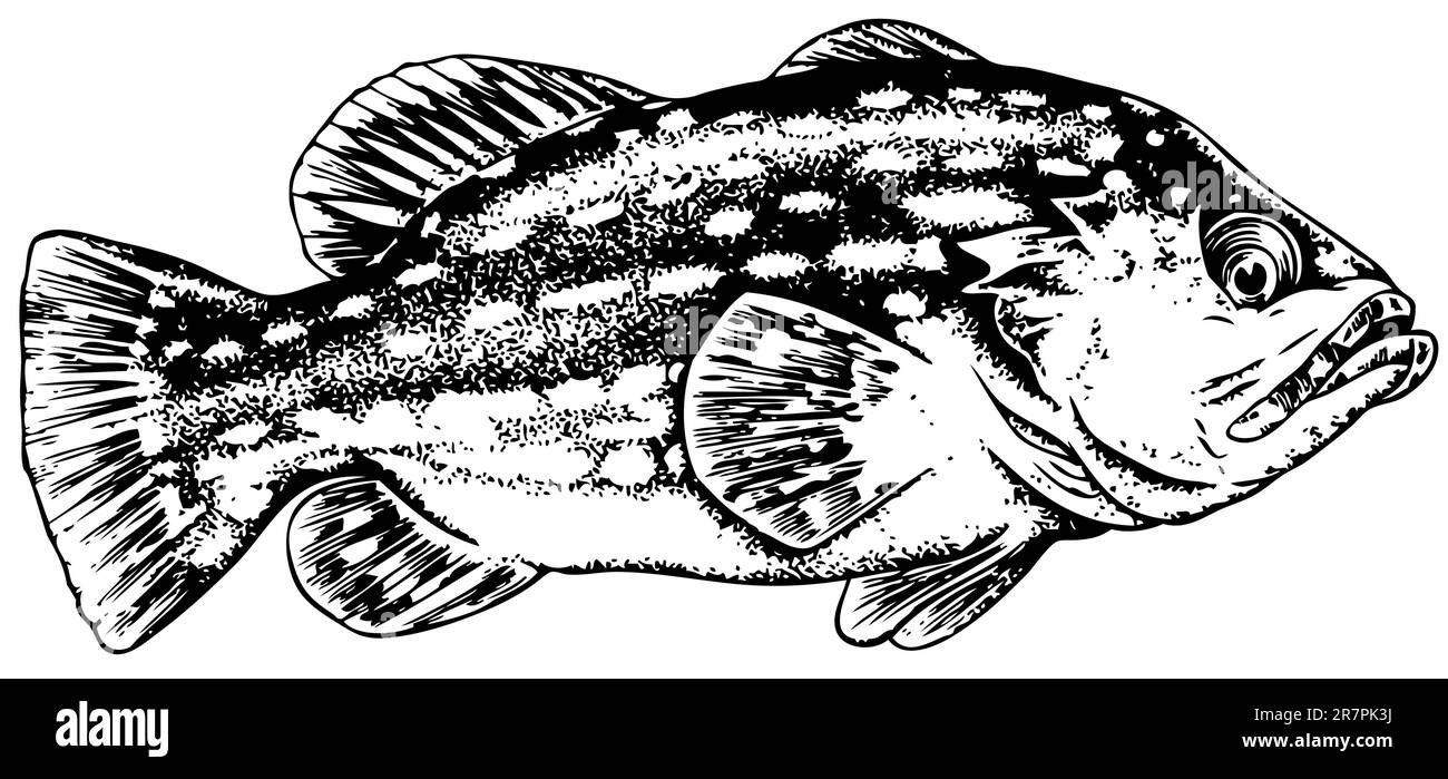 Parrotfish illustration Black and White Stock Photos & Images - Alamy