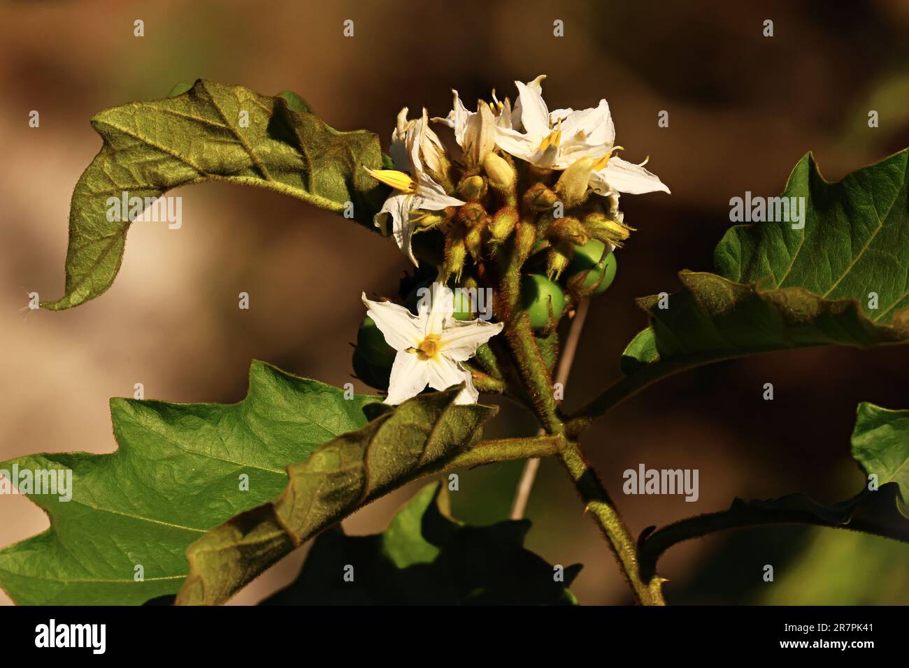 Giant devils fig hi-res stock photography and images - Alamy