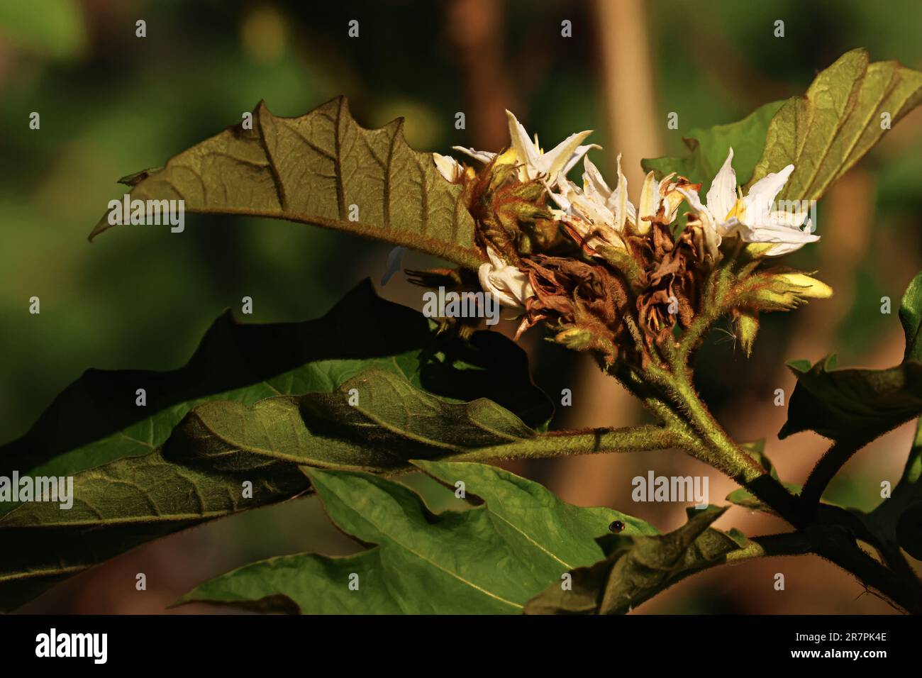 Devils fig hi-res stock photography and images - Alamy