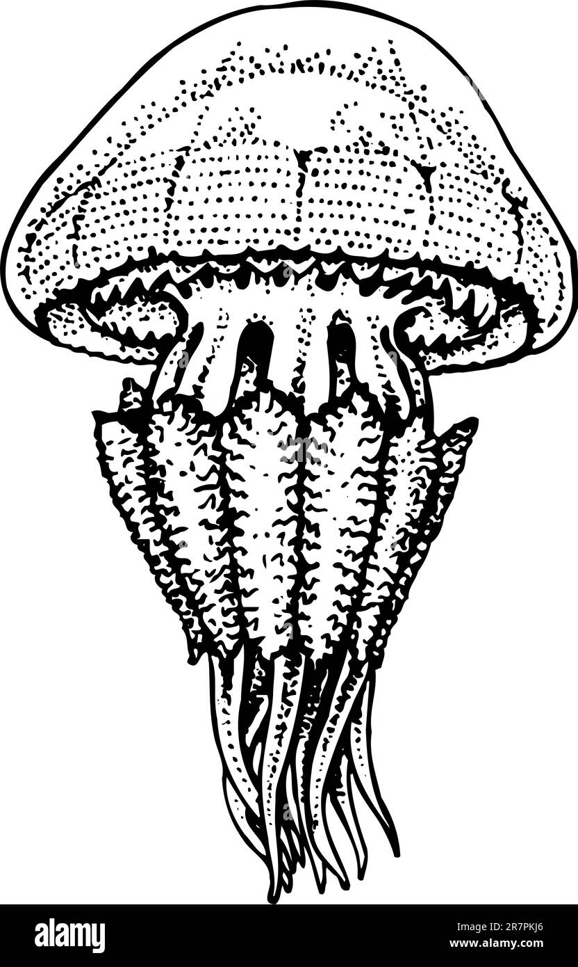 Pink purple jellyfish Cut Out Stock Images & Pictures - Alamy