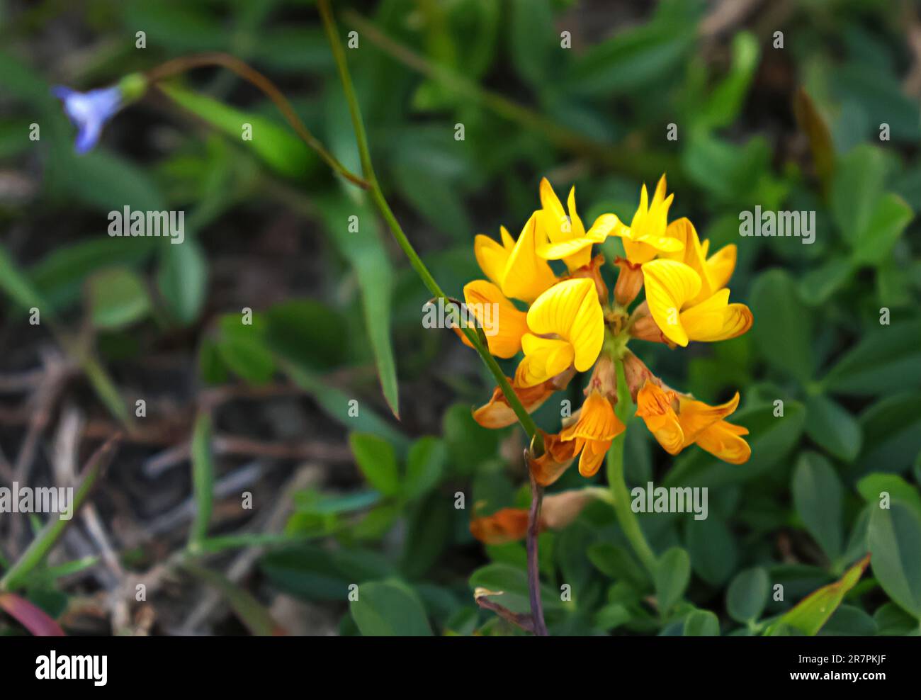 Beautiful plants and flowers outside in the garden on a sunny warm day ...