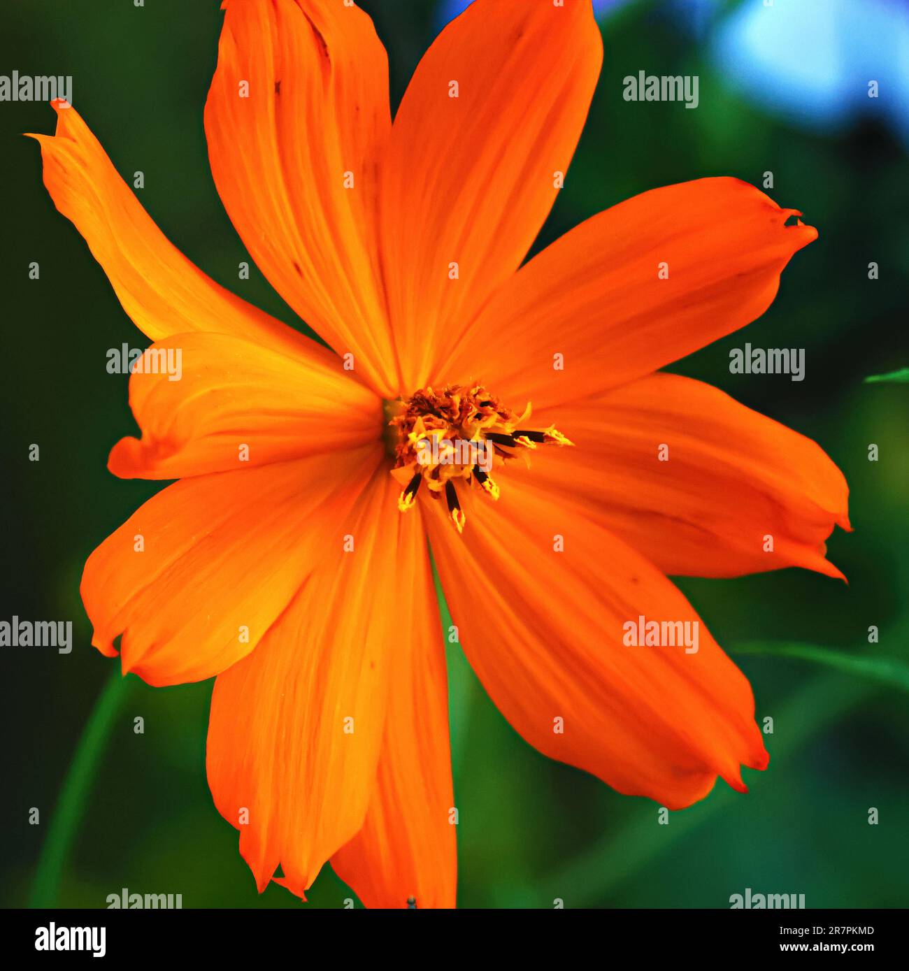 Caudatus kunth hi-res stock photography and images - Alamy